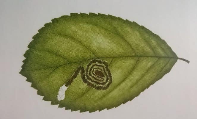 Škůdci švestek | Hnojík.CZ