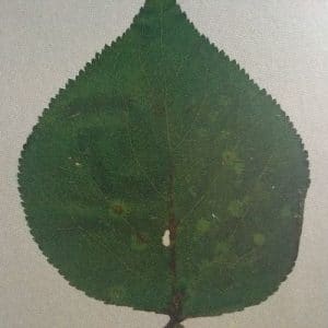 Škůdci švestek | Hnojík.CZ