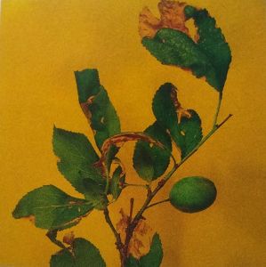 Choroby švestek | Hnojík.CZ