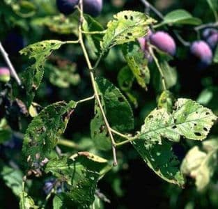 Choroby švestek | Hnojík.CZ