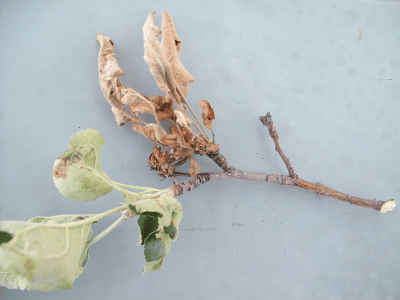 Choroby švestek | Hnojík.CZ