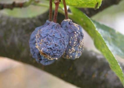 Choroby švestek | Hnojík.CZ