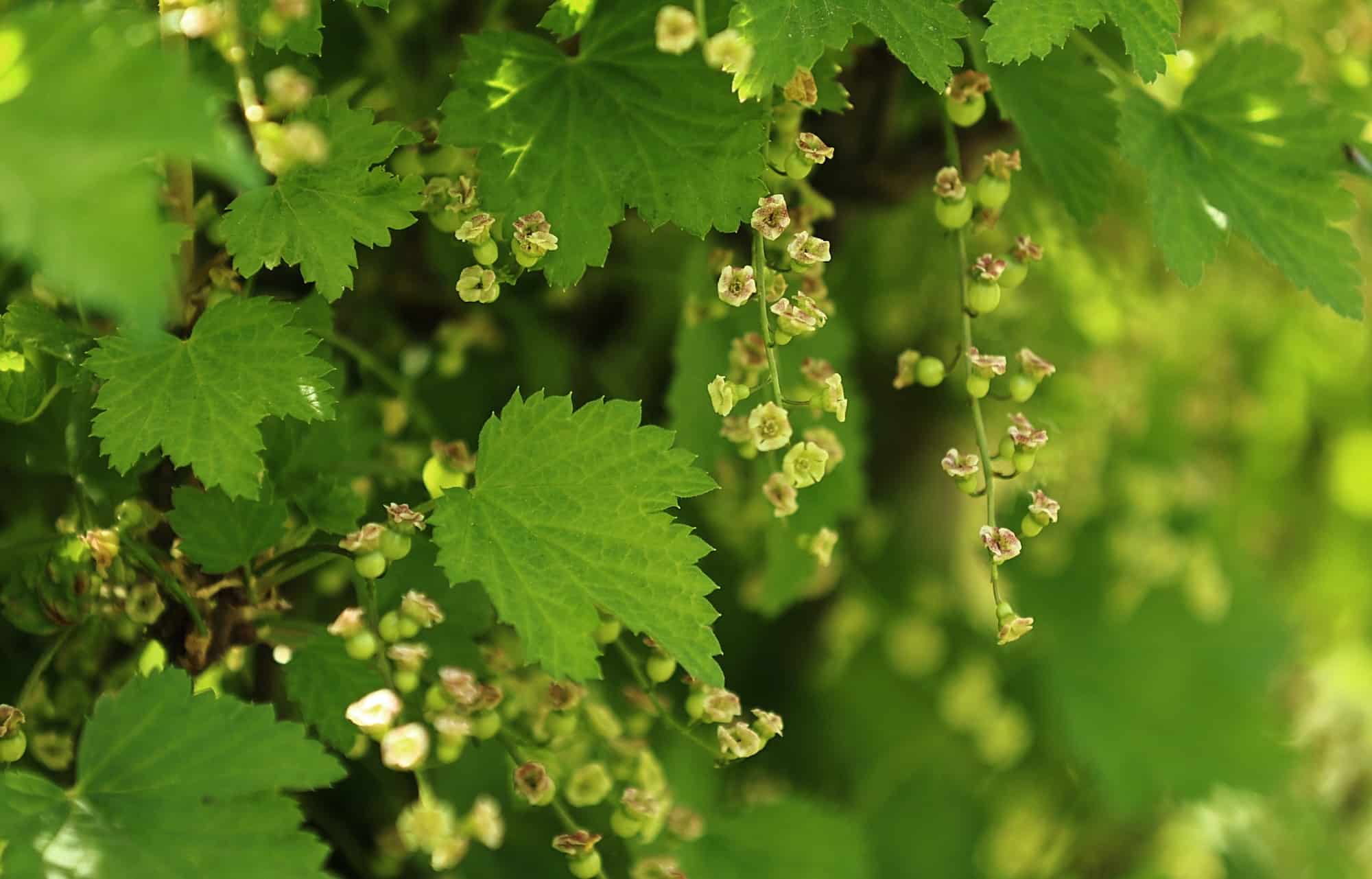 Jak pěstovat a hnojit rybíz | Hnojík.CZ