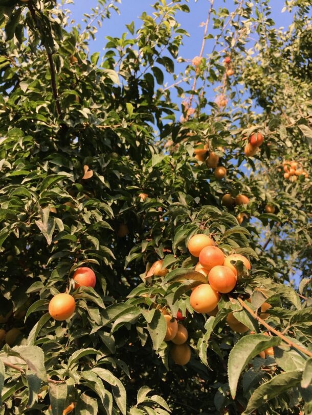 Meruňka | Pěstování, Odrůdy a Jak Pěstovat Meruňky | Hnojík.CZ