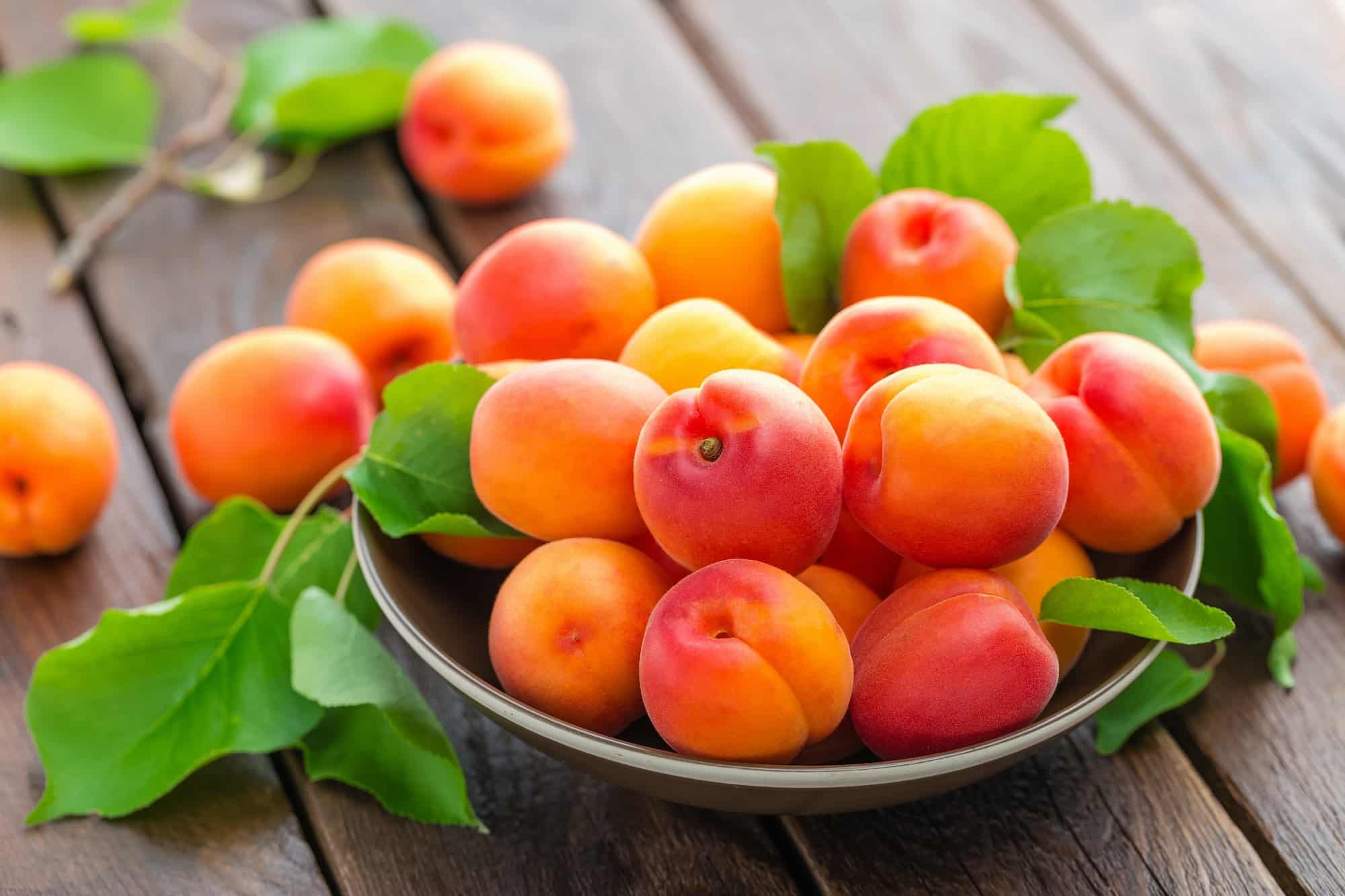 Meruňka | Pěstování, Odrůdy a Jak Pěstovat Meruňky | Hnojík.CZ