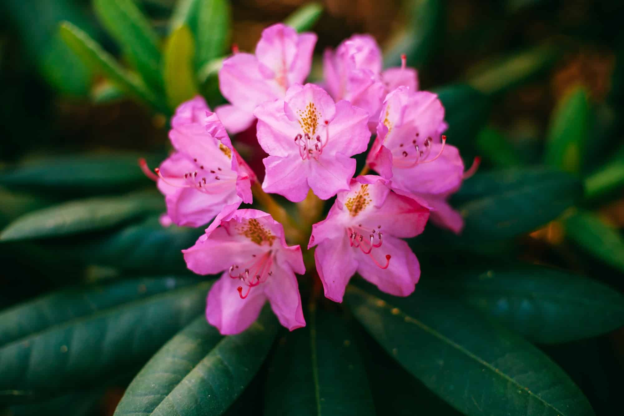 Rododendron: pěstování, hnojení a péče v zahradě i květináči