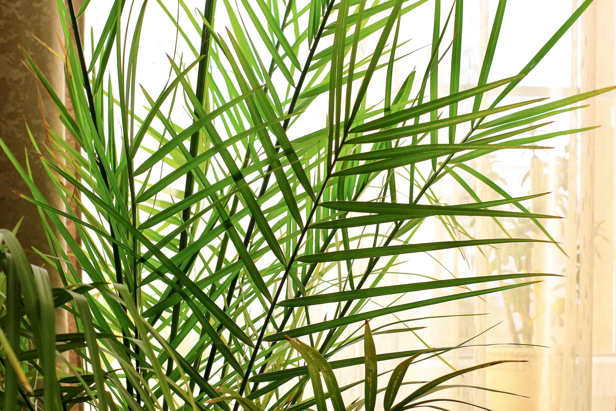 Palmy - historie, pěstování a hnojení pokojových i mrazuvzdorných palem ...