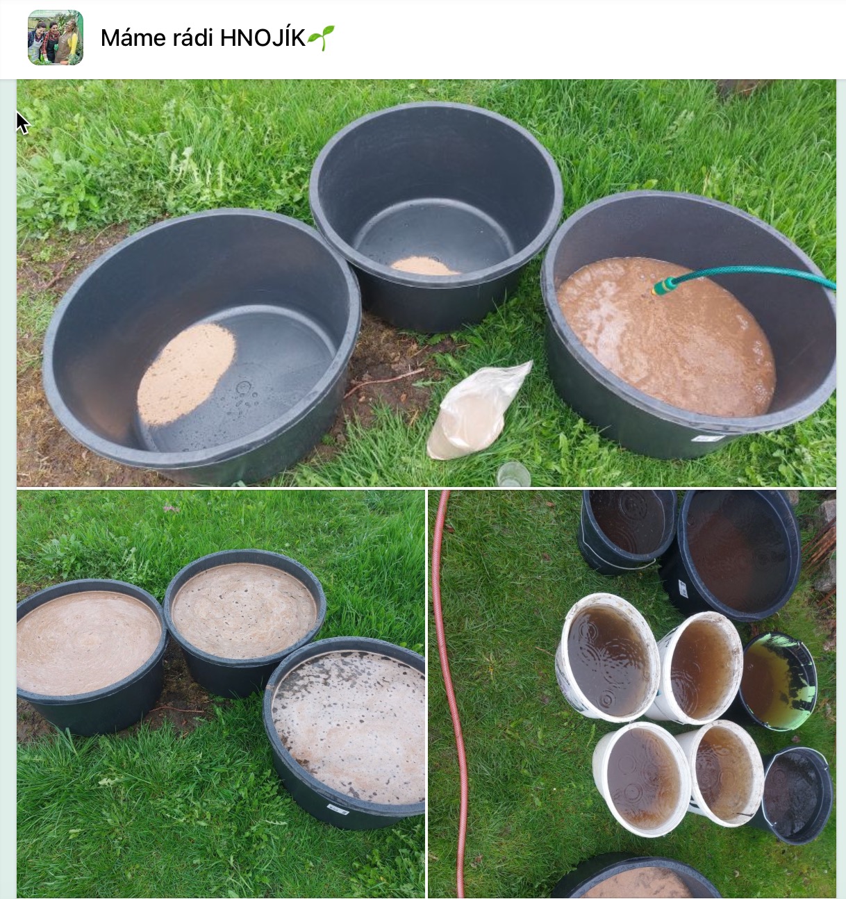 Javor: druhy, listy, plody, dřevo a javorový sirup