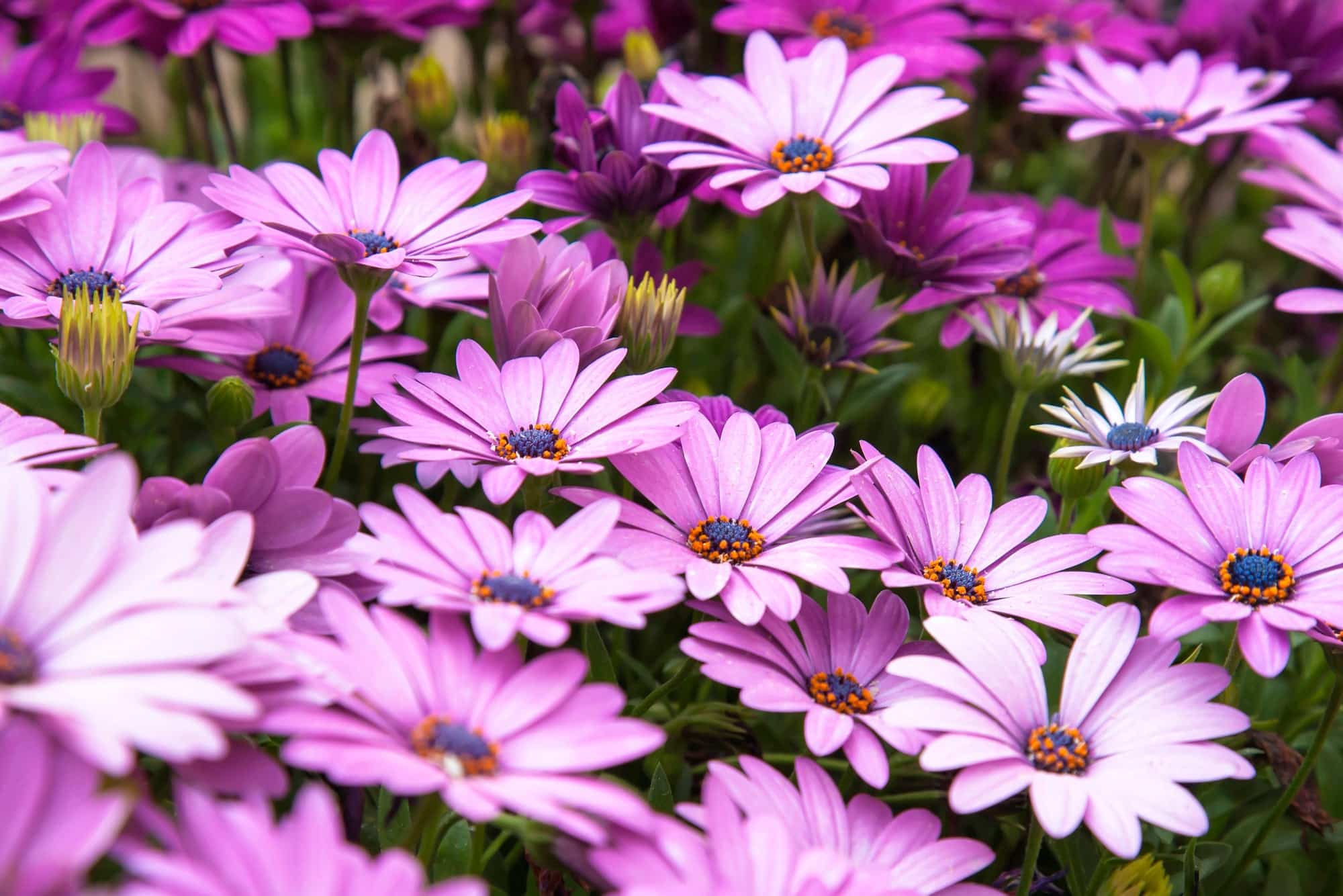 Trvalky | Pěstování a hnojení trvalek | Hnojík.CZ