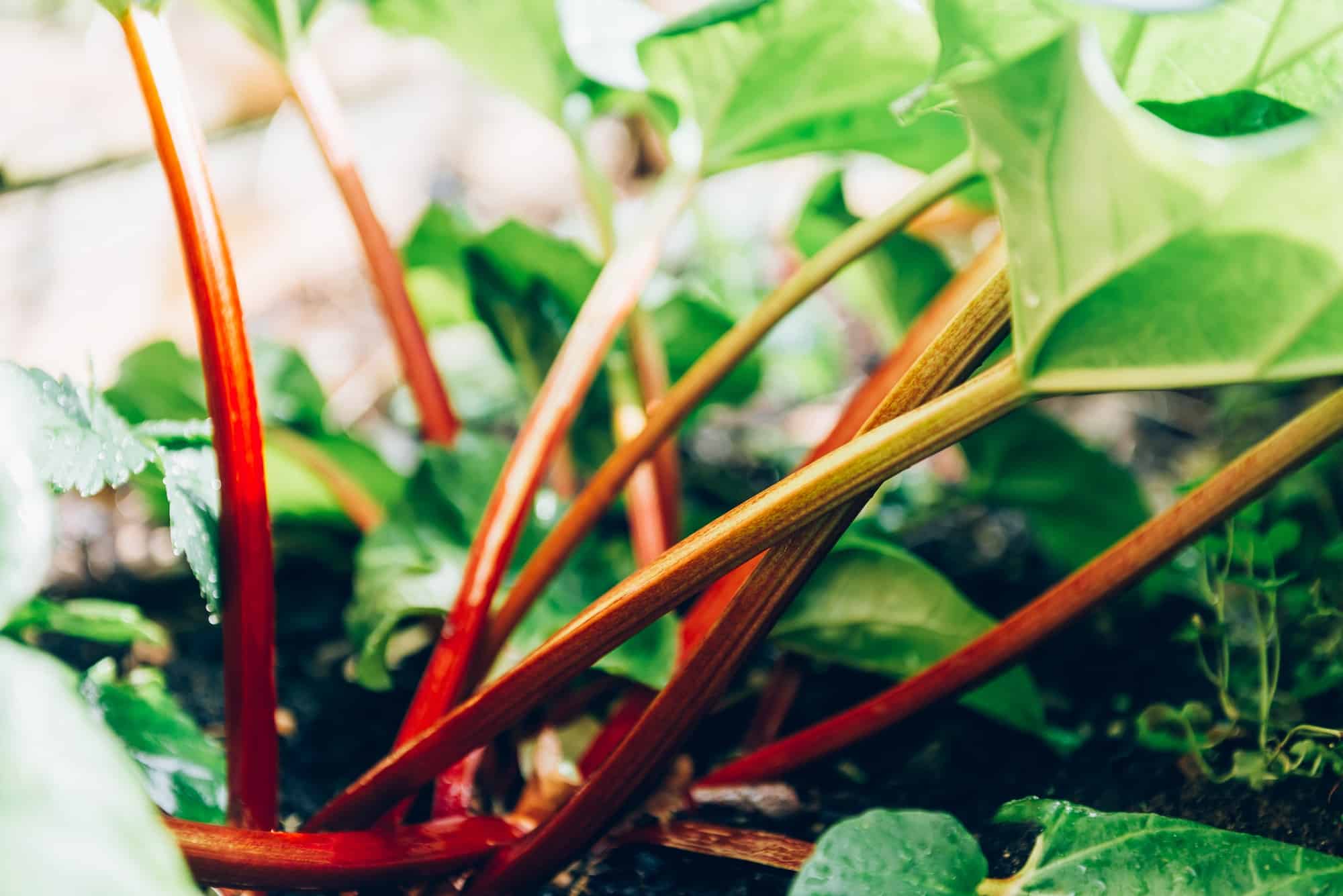 Rebarbora - pěstování, sklizeň a využití | Hnojík.CZ