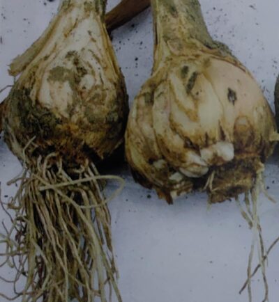 Háďátko zhoubné: ochrana cibule a česneku