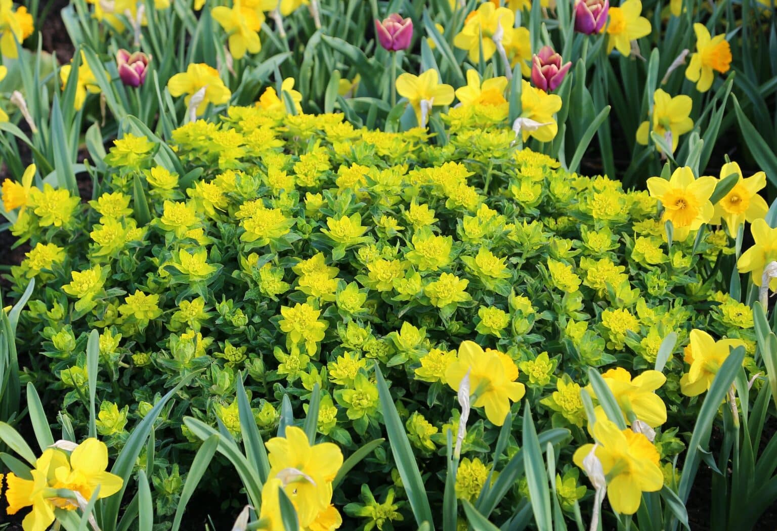 Pěstování a druhy pryšce | Pryšec | Hnojík.CZ