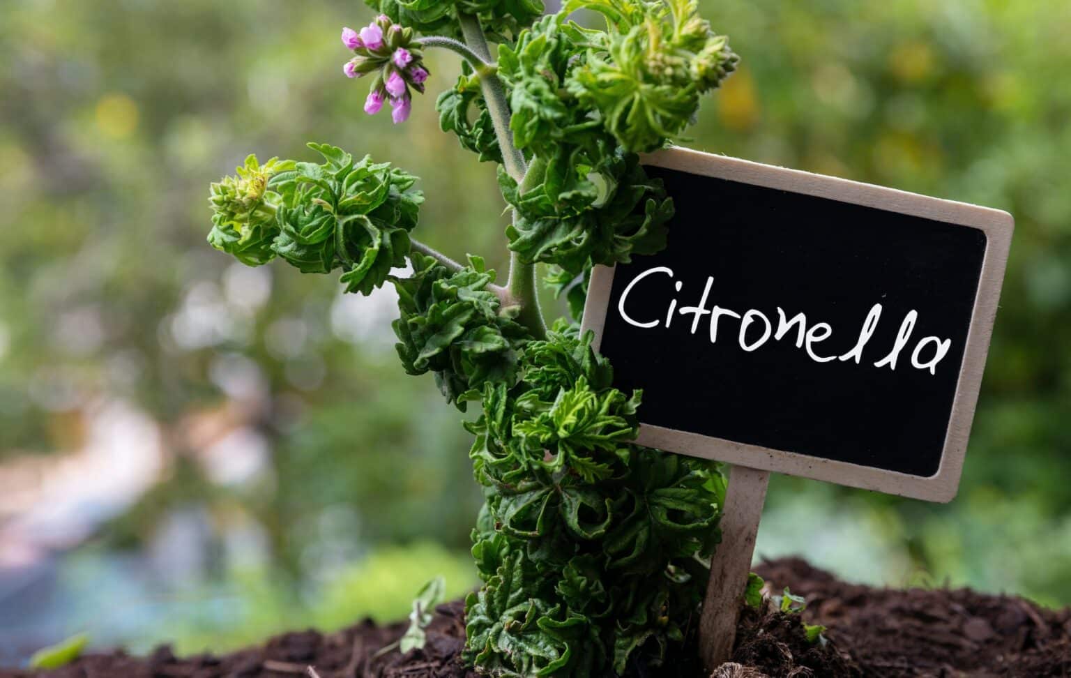 Muškáty | Pěstování, Hnojení a Zazimování | Hnojík.CZ