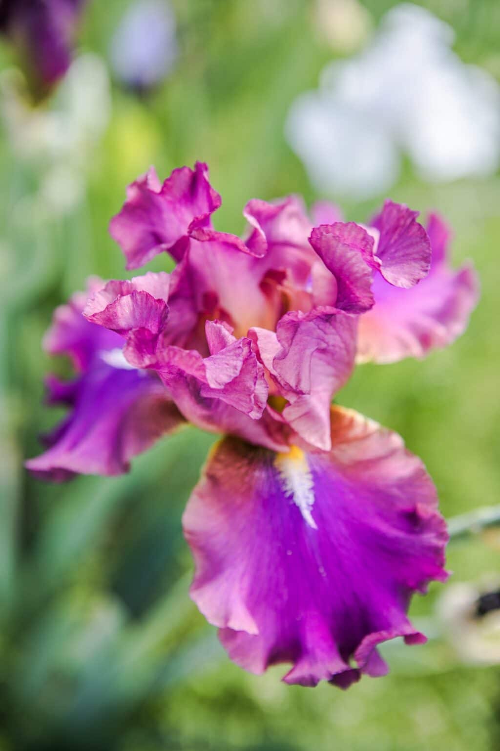 Pěstování a hnojení kosatců | Kosatec | Hnojík.CZ