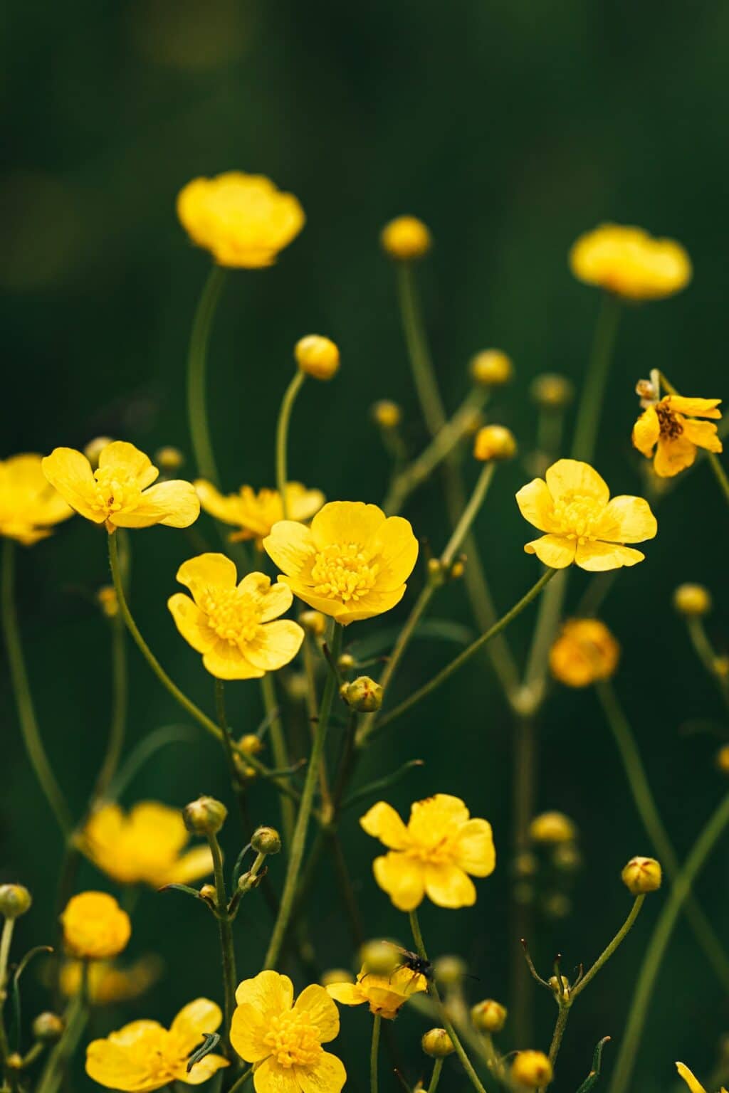 Pryskyřník - Nejznámější druhy, využití a pěstování | Hnojík.CZ