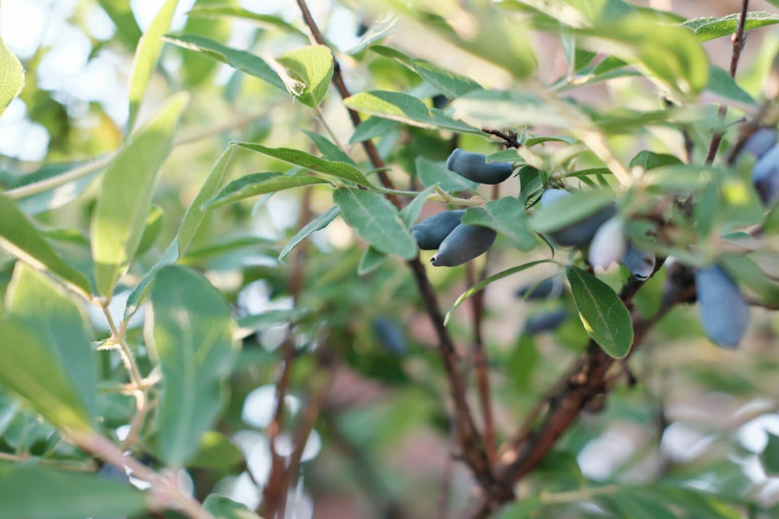 Zimolez - Pěstování, druhy a péče o Lonicera | Hnojík.CZ