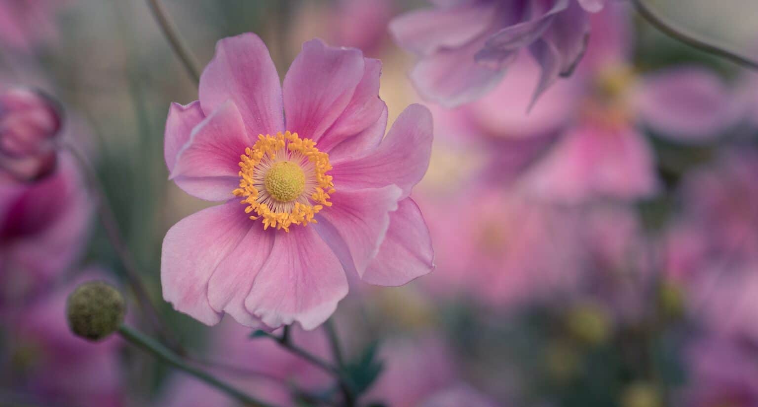 Sasanka - Pěstování, Druhy a Informace | Hnojík.CZ