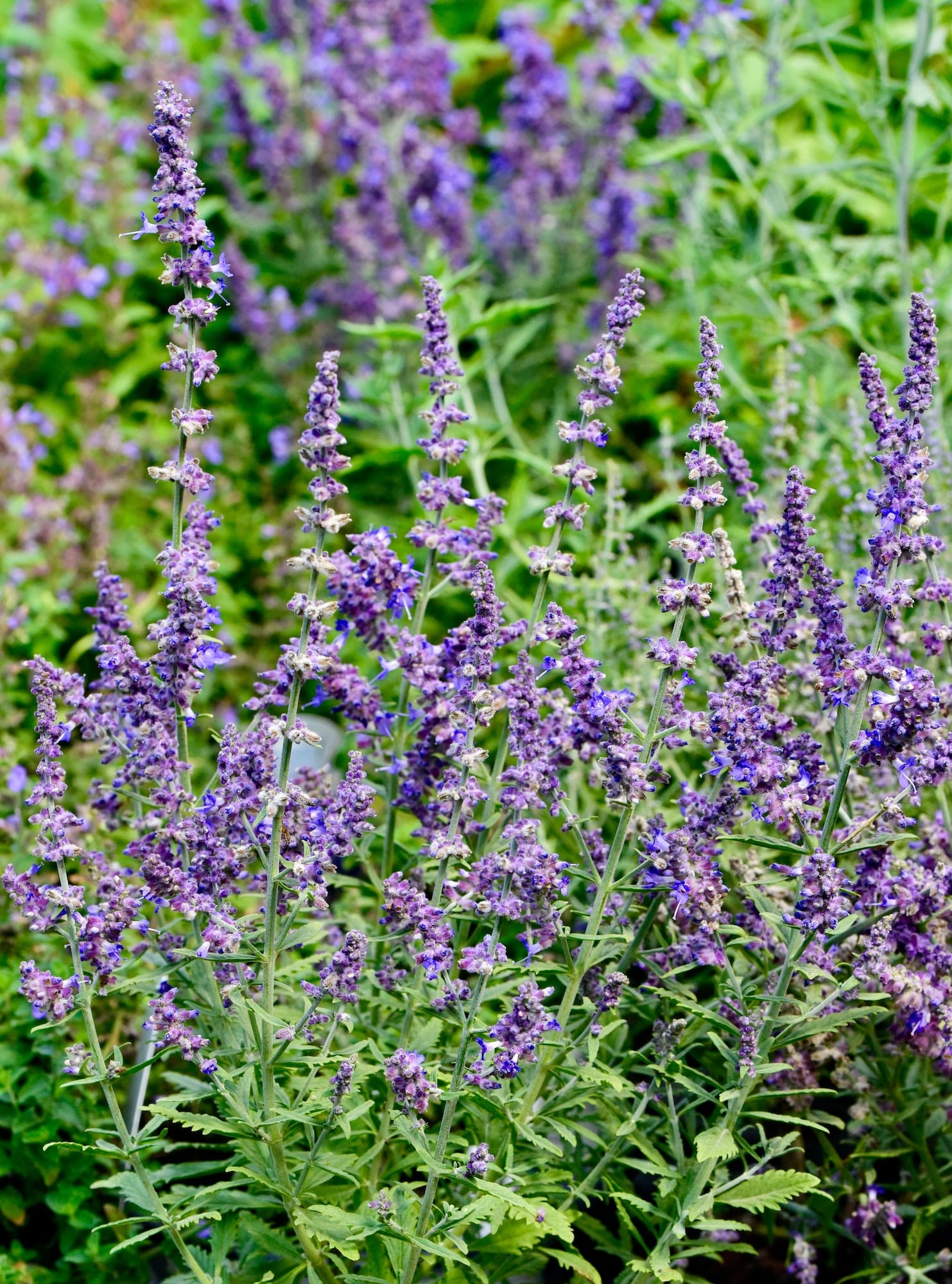 Perovskie | Pěstování, Kombinace a Prodej | Hnojík.CZ