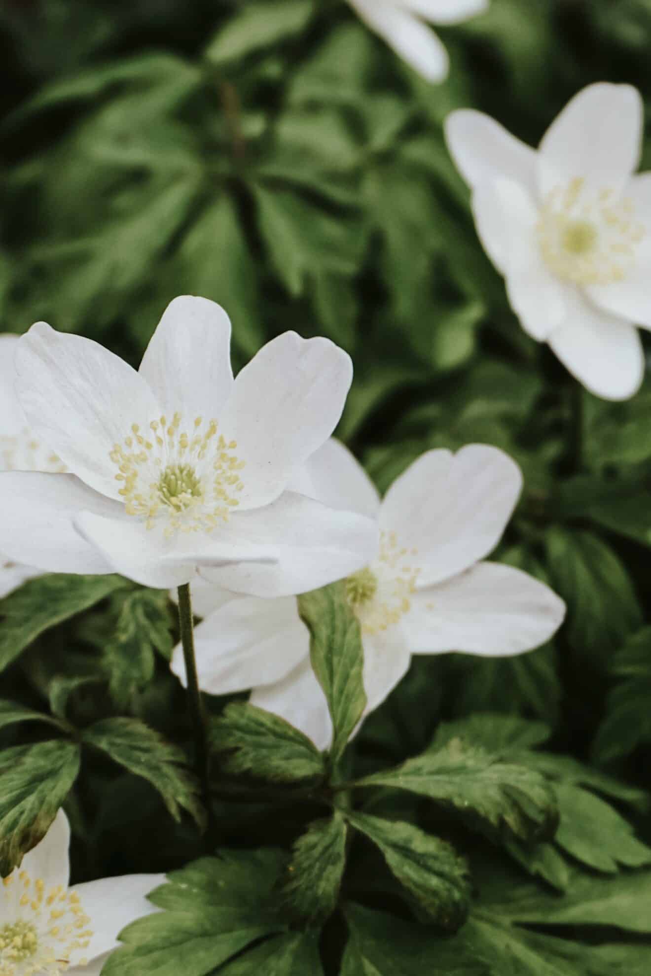 Sasanka: Druhy, Pěstování a Péče o Anemonky