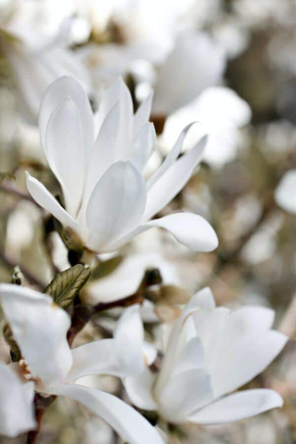 Magnolie - Pěstování, Druhy a Péče | Hnojík.CZ