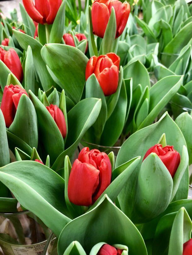 Tulipány | Hnojík.CZ
