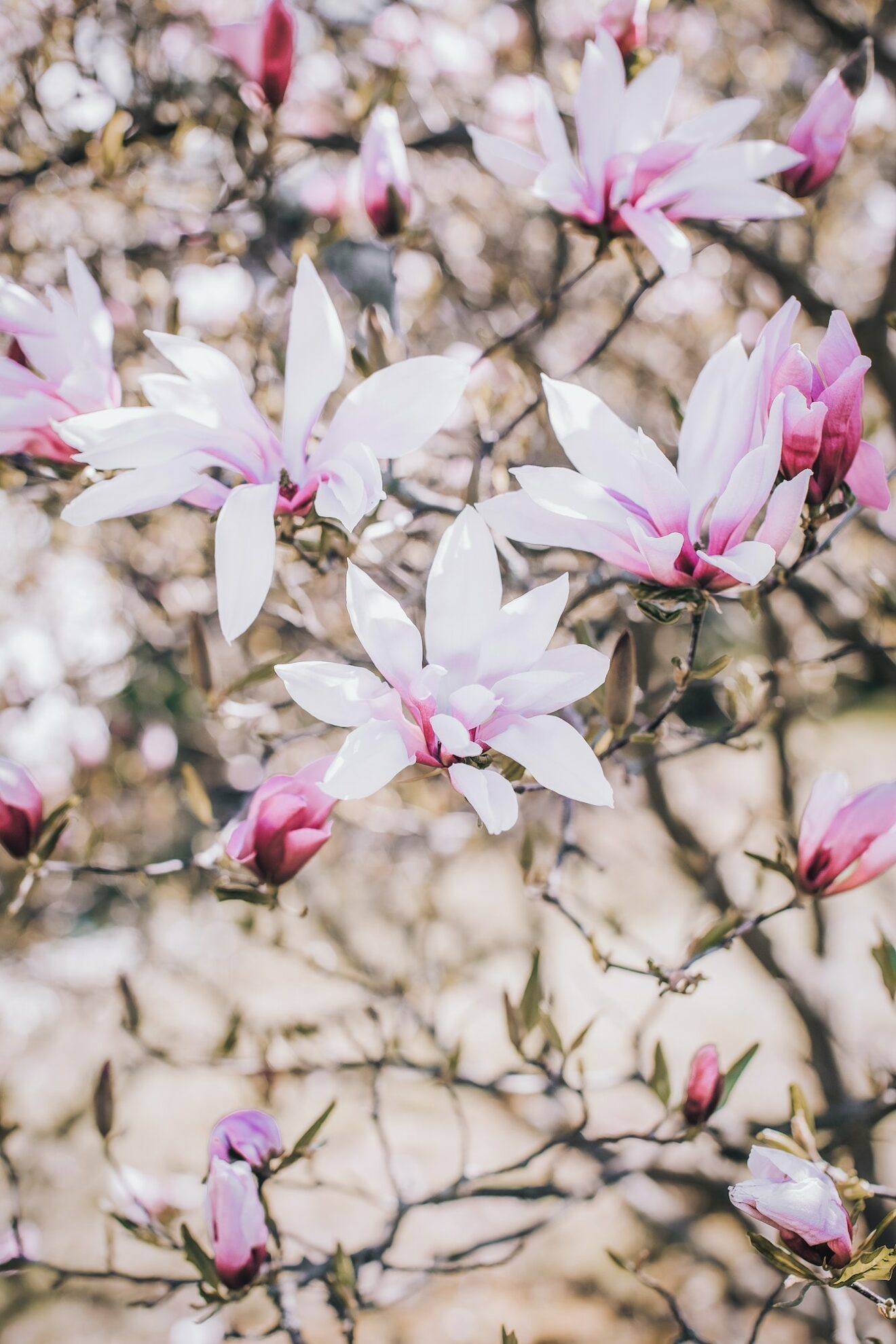 Magnolie - Pěstování, Druhy a Péče | Hnojík.CZ