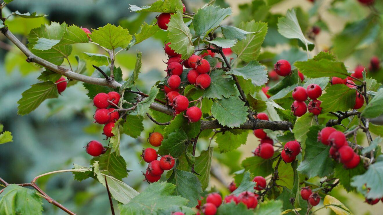 Hloh | Hnojík.CZ - Pěstování, využití a léčivé účinky hlohu