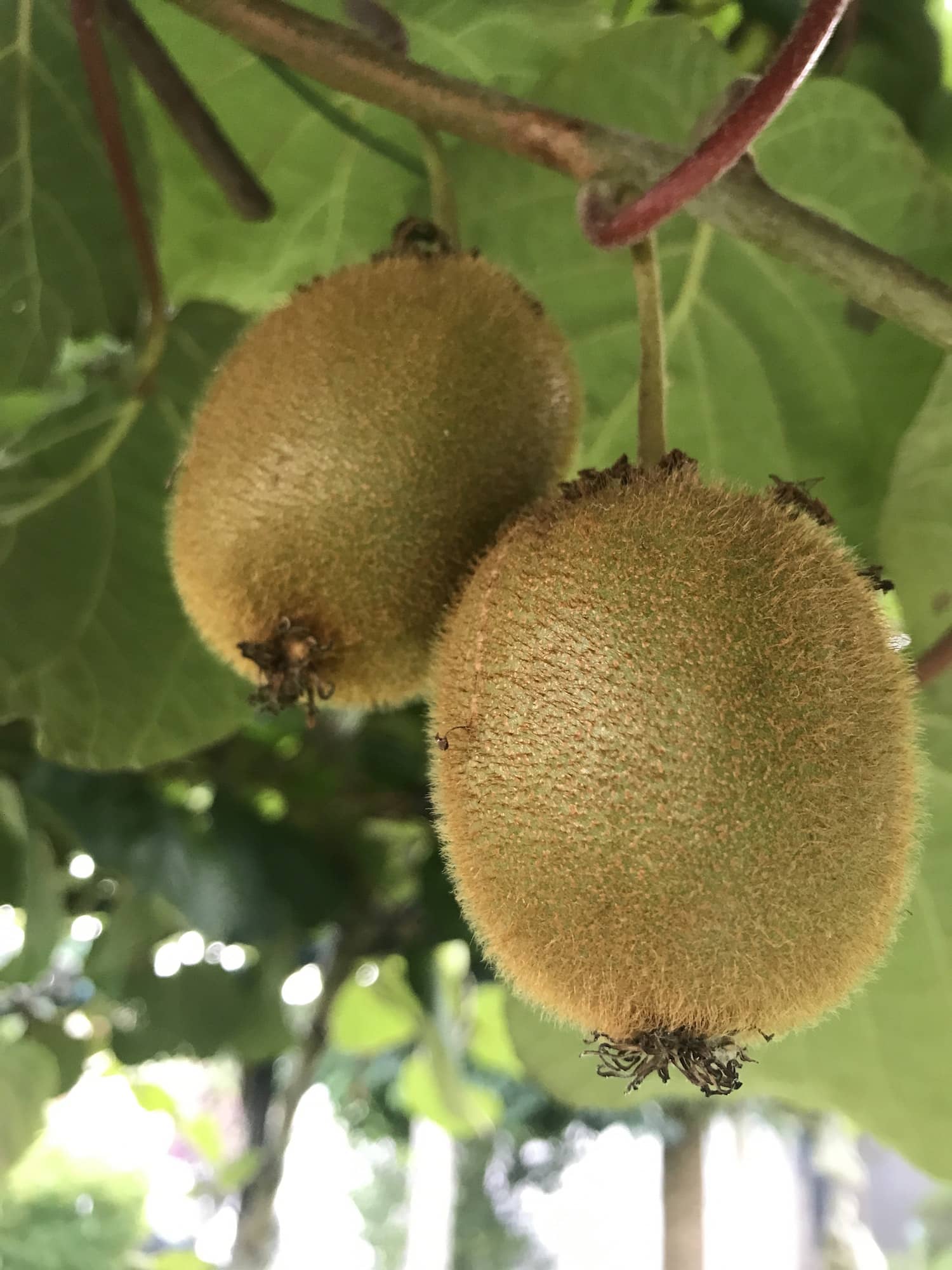 Kiwi | Fascinující exotická rostlina s lahodnými plody | Hnojík.CZ