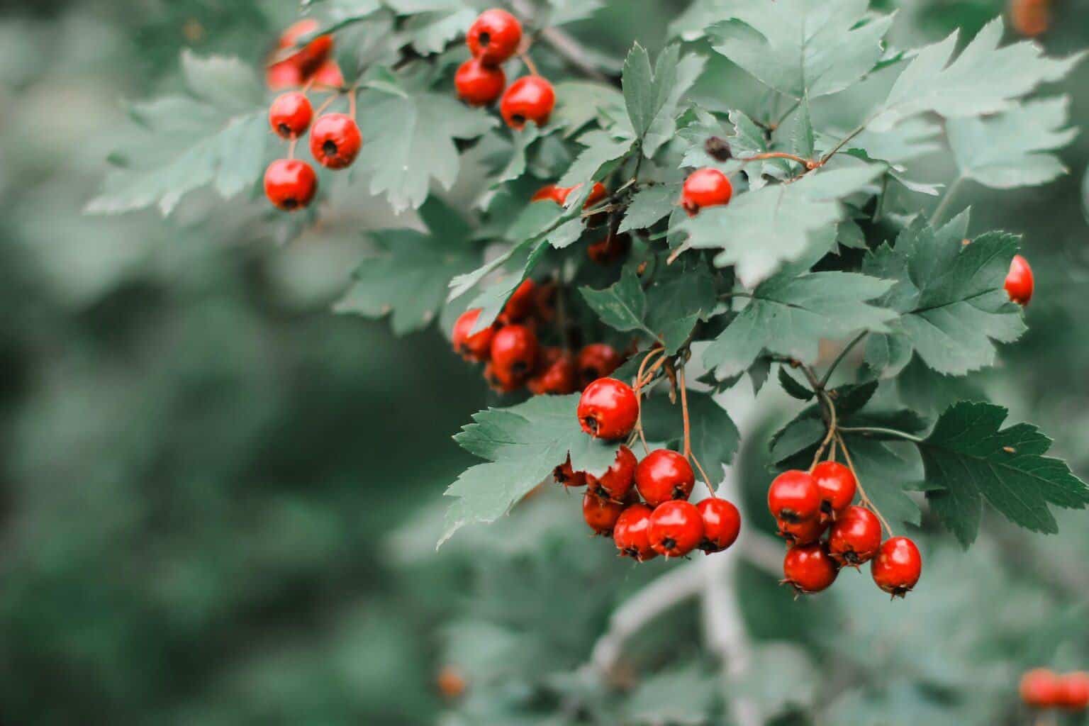 Hloh | Hnojík.CZ - Pěstování, využití a léčivé účinky hlohu