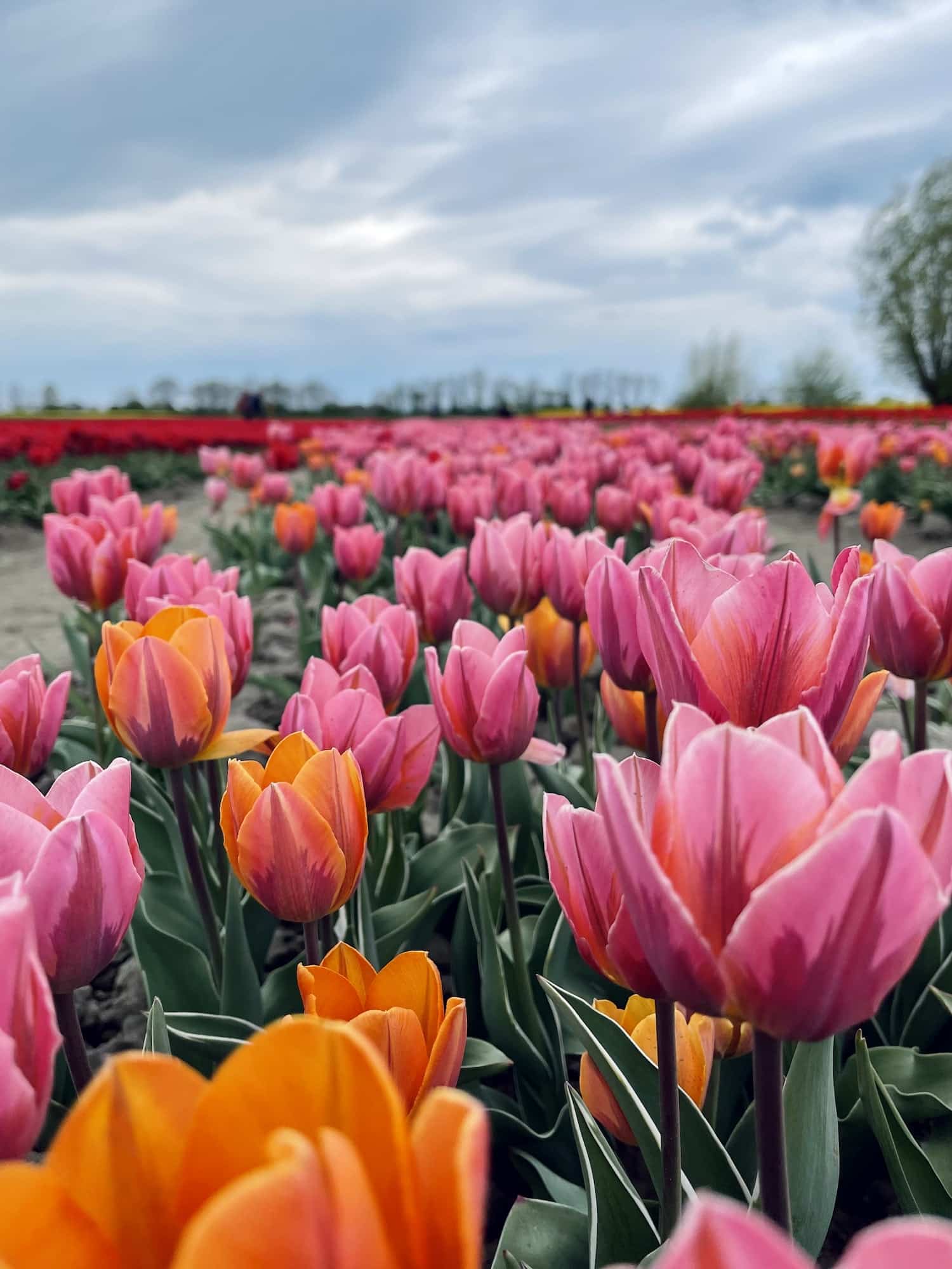 Tulipány: druhy, barvy a kdy kvetou