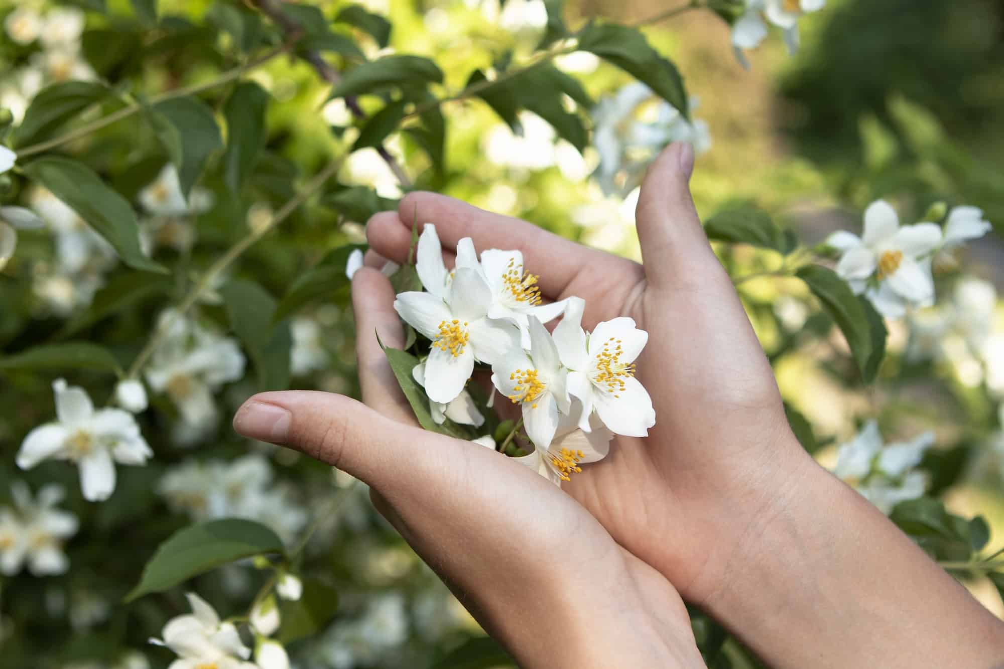 Jasmín - Druhy, pěstování a využití | Hnojík.CZ