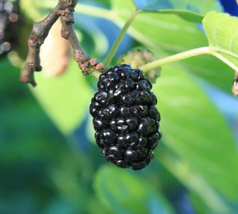 Pěstování a využití moruší | Moruše | Hnojík.CZ