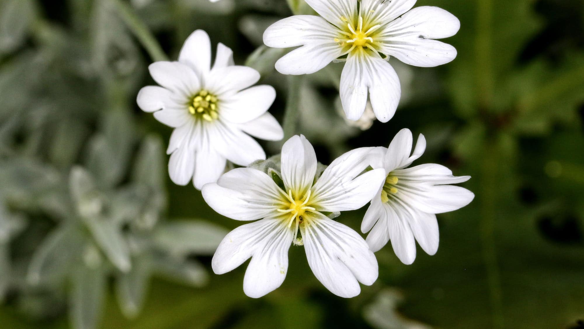 Rožec - Nejznámější druhy, pěstování a využití v zahradě | Hnojík.CZ