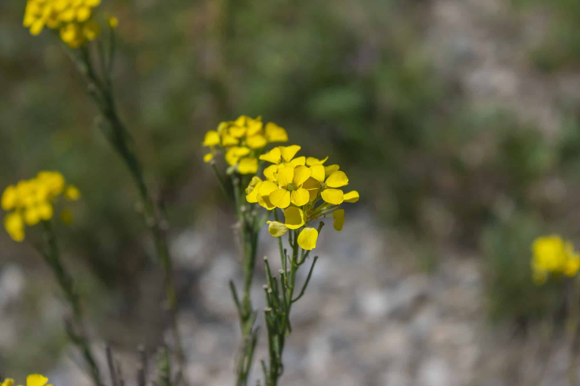 Chudina (Draba): druhy a pěstování trvalek