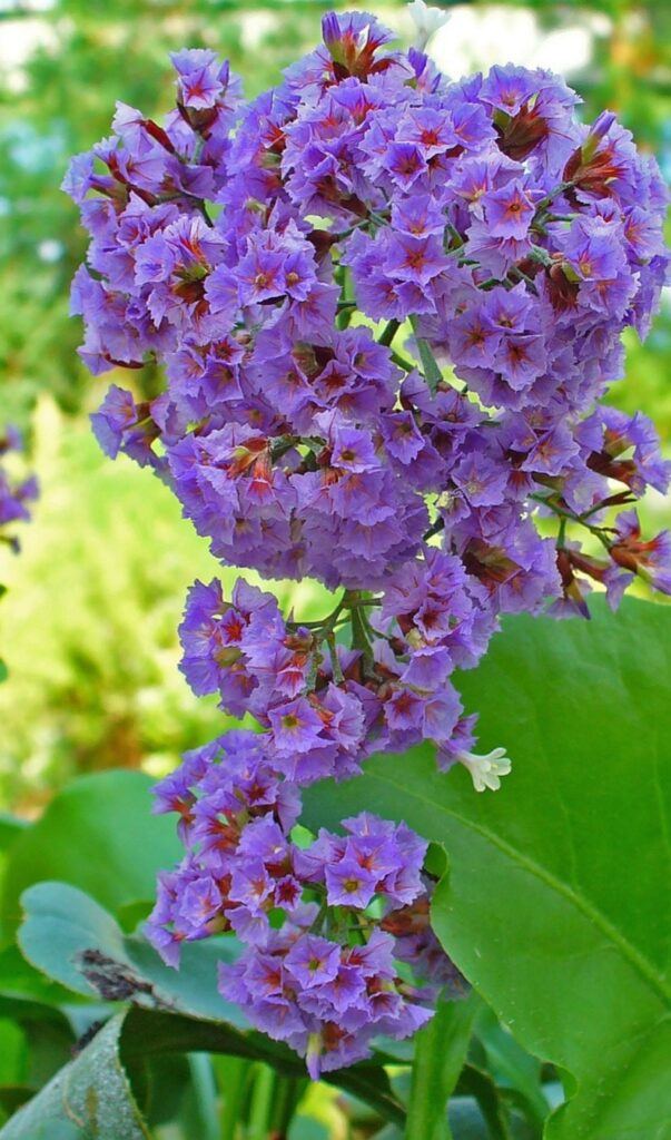 Statice | Pěstování a sušení květin | Hnojík.CZ