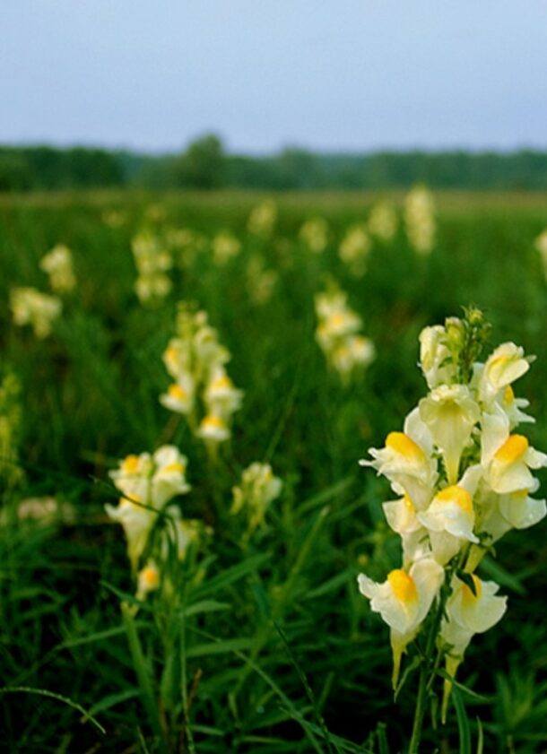 Lnice - Květina s mnoha využitími | Hnojík.CZ