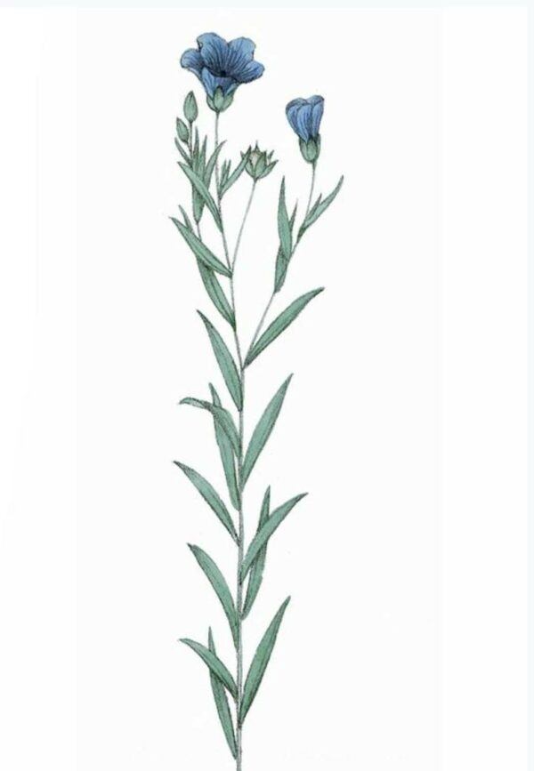 Len | Hnojík.CZ - Len setý, vytrvalý, chlupatý - Růst, využití a pěstování