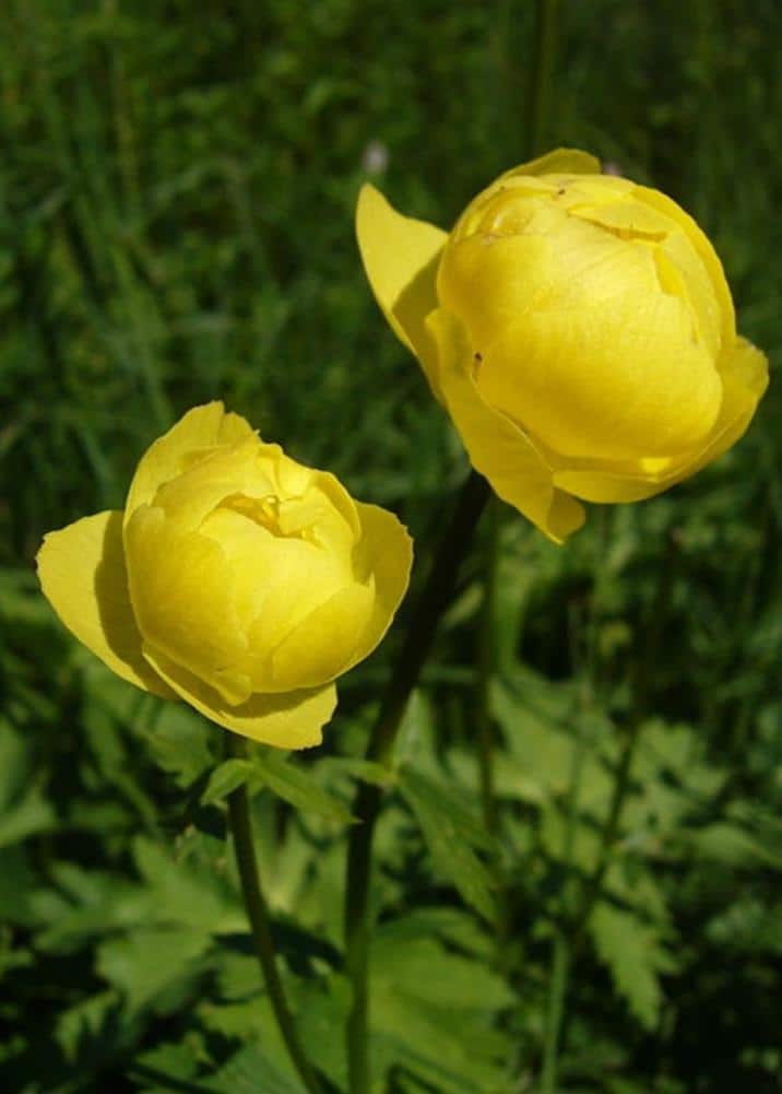 Pěstování Upolínu | Hnojík.CZ