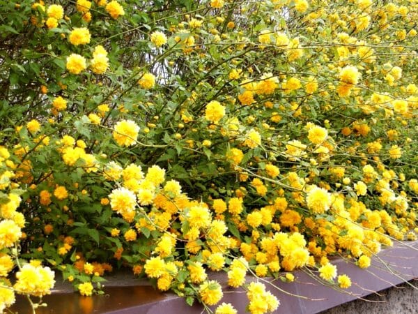 Zákula | Hnojík.CZ