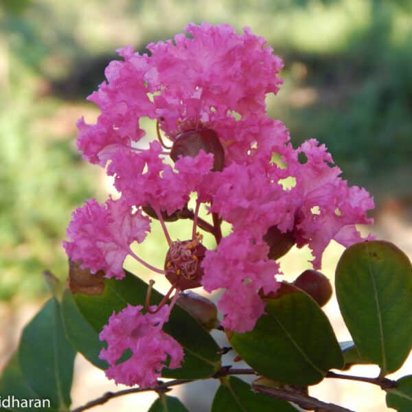 lagerstroemia indica | Hnojík.CZ