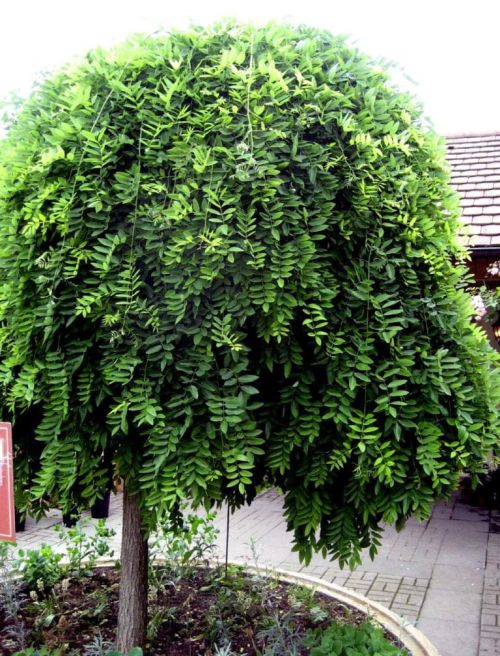 Jerlín | Hnojík.CZ