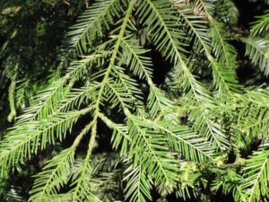 Sekvoj (Sequoia) - pěstování a péče | Hnojík.cz