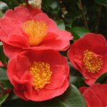 Kamélie | Pěstování venku a využití kaméliového oleje | Hnojík.CZ