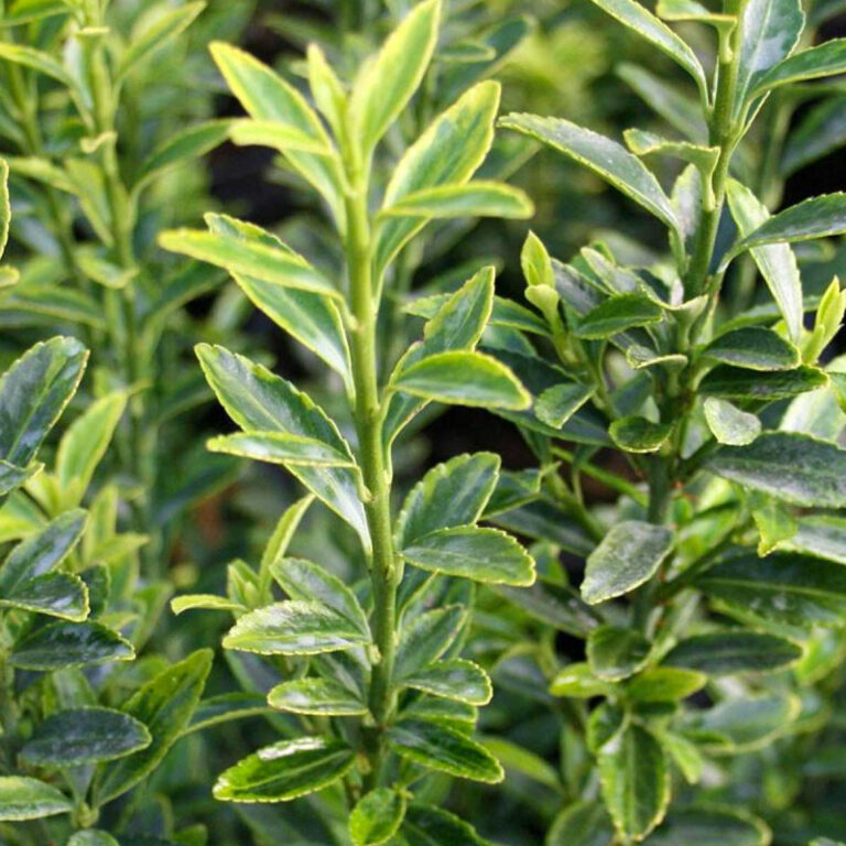 Brslen japonský – pěstování a péče o Euonymus japonica